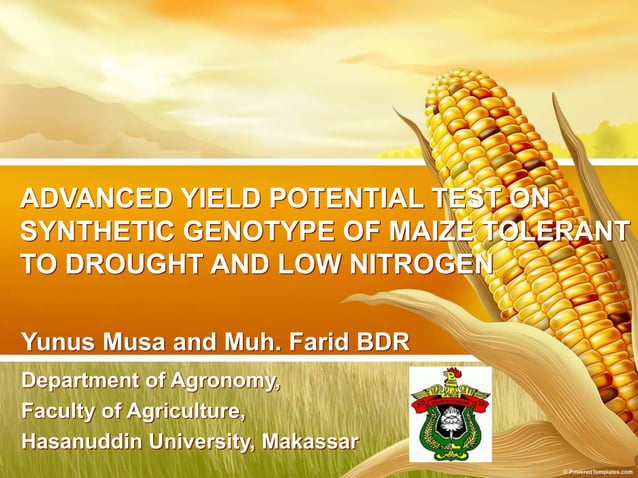 Yunus Musa - Maize and Drought.pptx