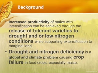 Yunus Musa - Maize and Drought.pptx