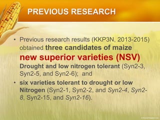 Yunus Musa - Maize and Drought.pptx