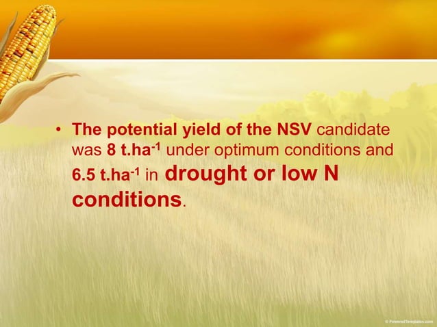 Yunus Musa - Maize and Drought.pptx