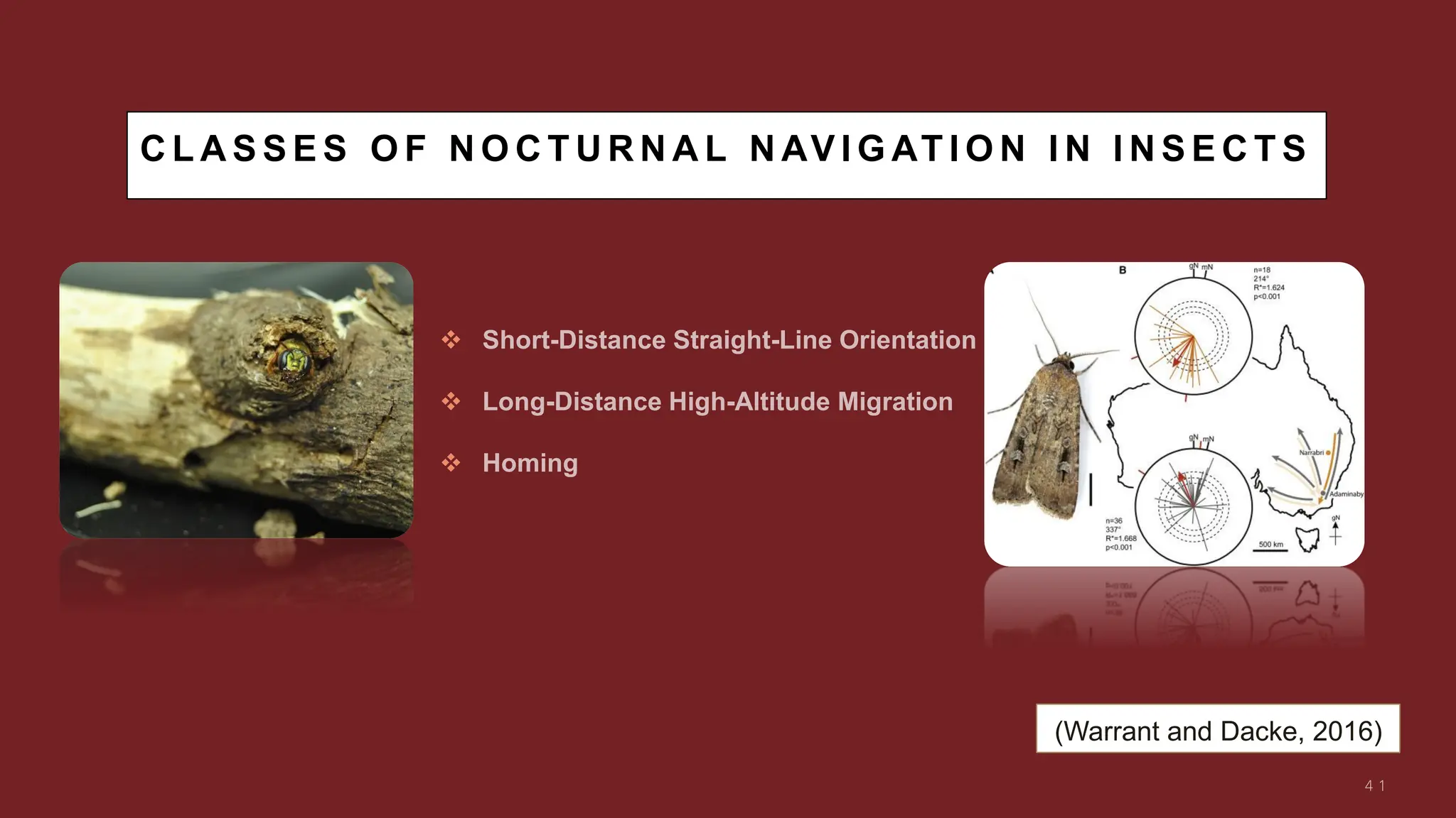 Vision and visual navigation in nocturnal insects | PPT