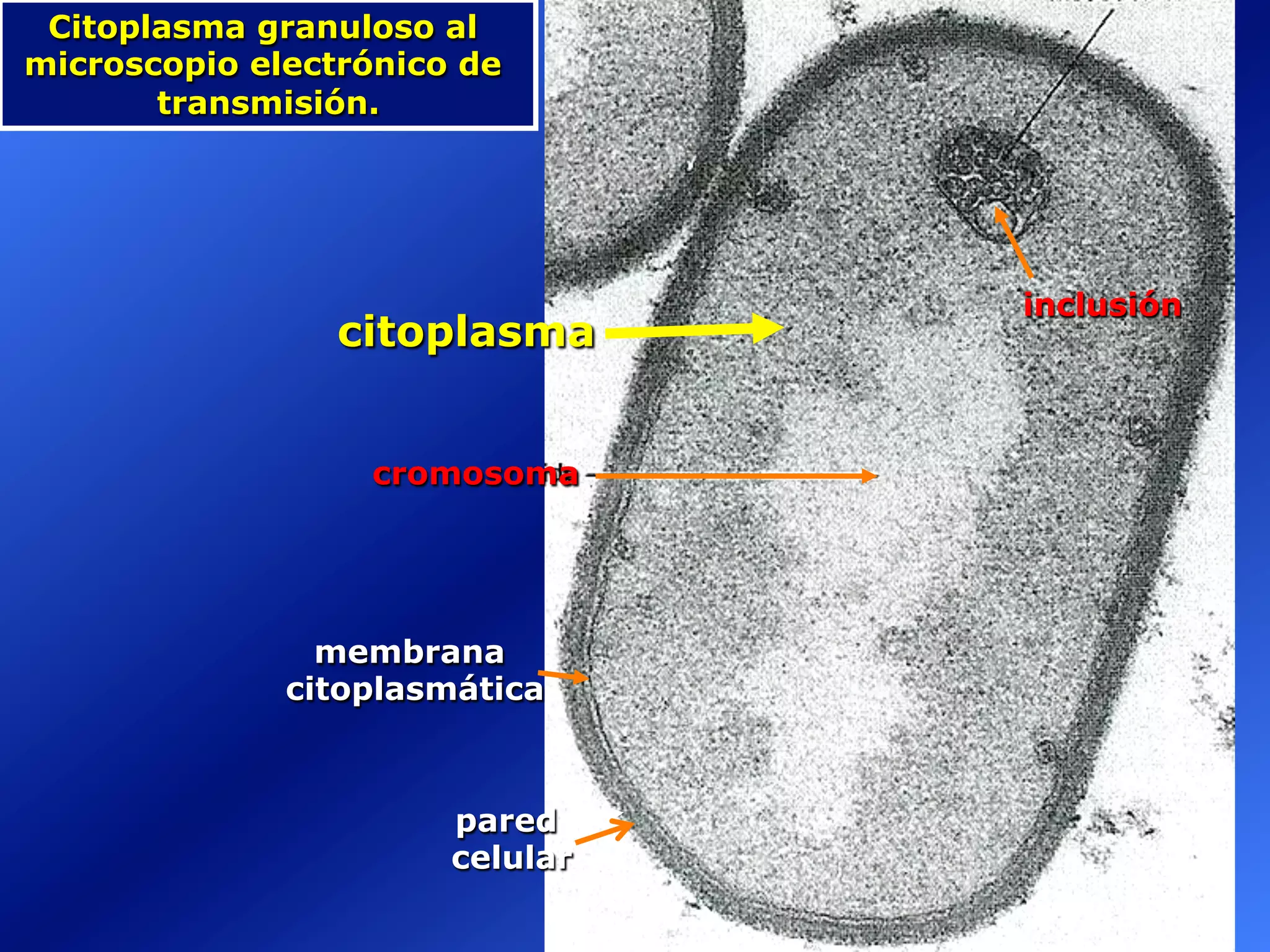 Citoplasma bacteriano | PDF