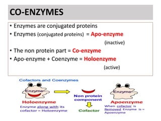 Teena_sem_4_Coenzyme_.pptx