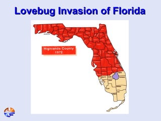 Lovebugs in Florida | PPT