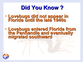 Lovebugs in Florida | PPT