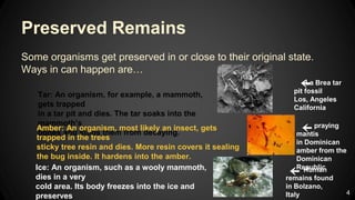 All About Fossils | PPTX