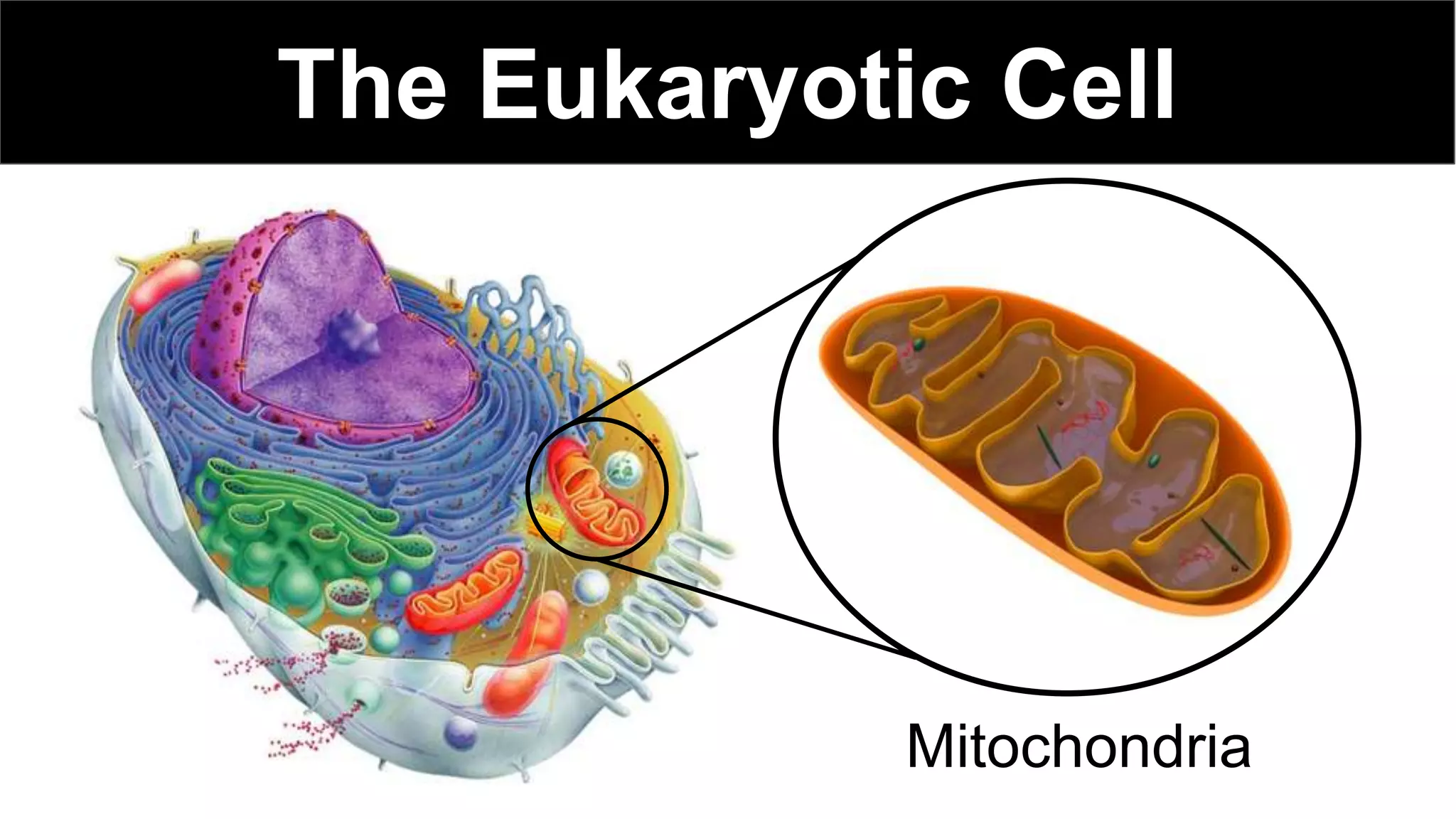 LLLT Mechanisms of Action | PPTX