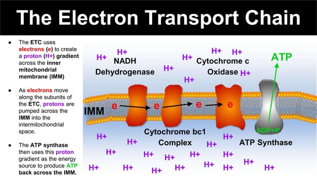 LLLT Mechanisms of Action | PPT