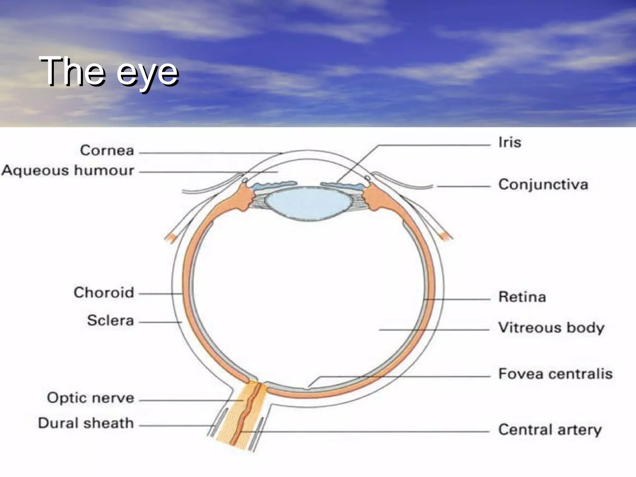 Embryology of the eye | PPT