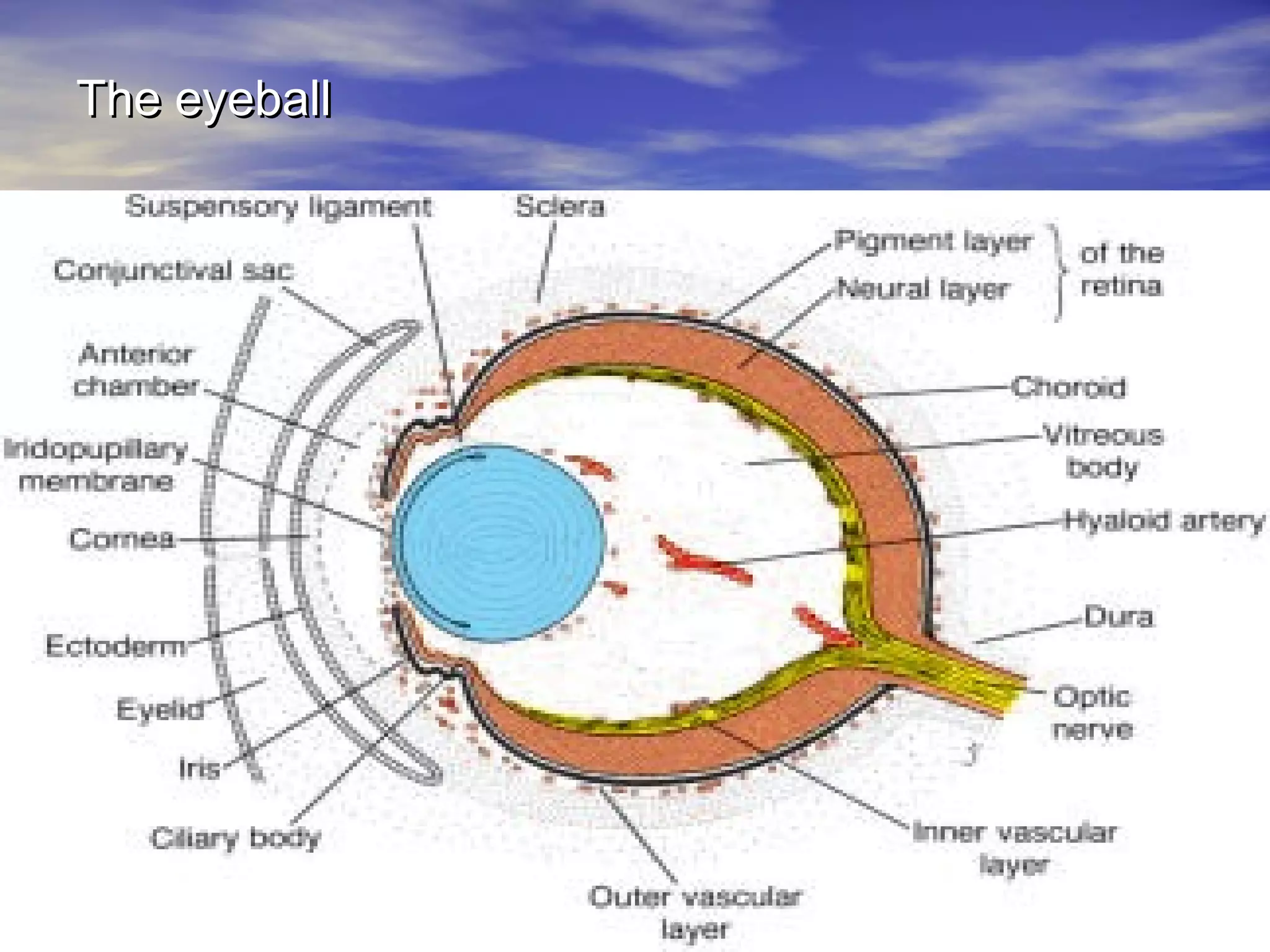 Embryology of the eye | PPT