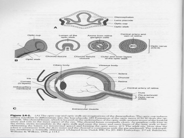 Embryology of the eye