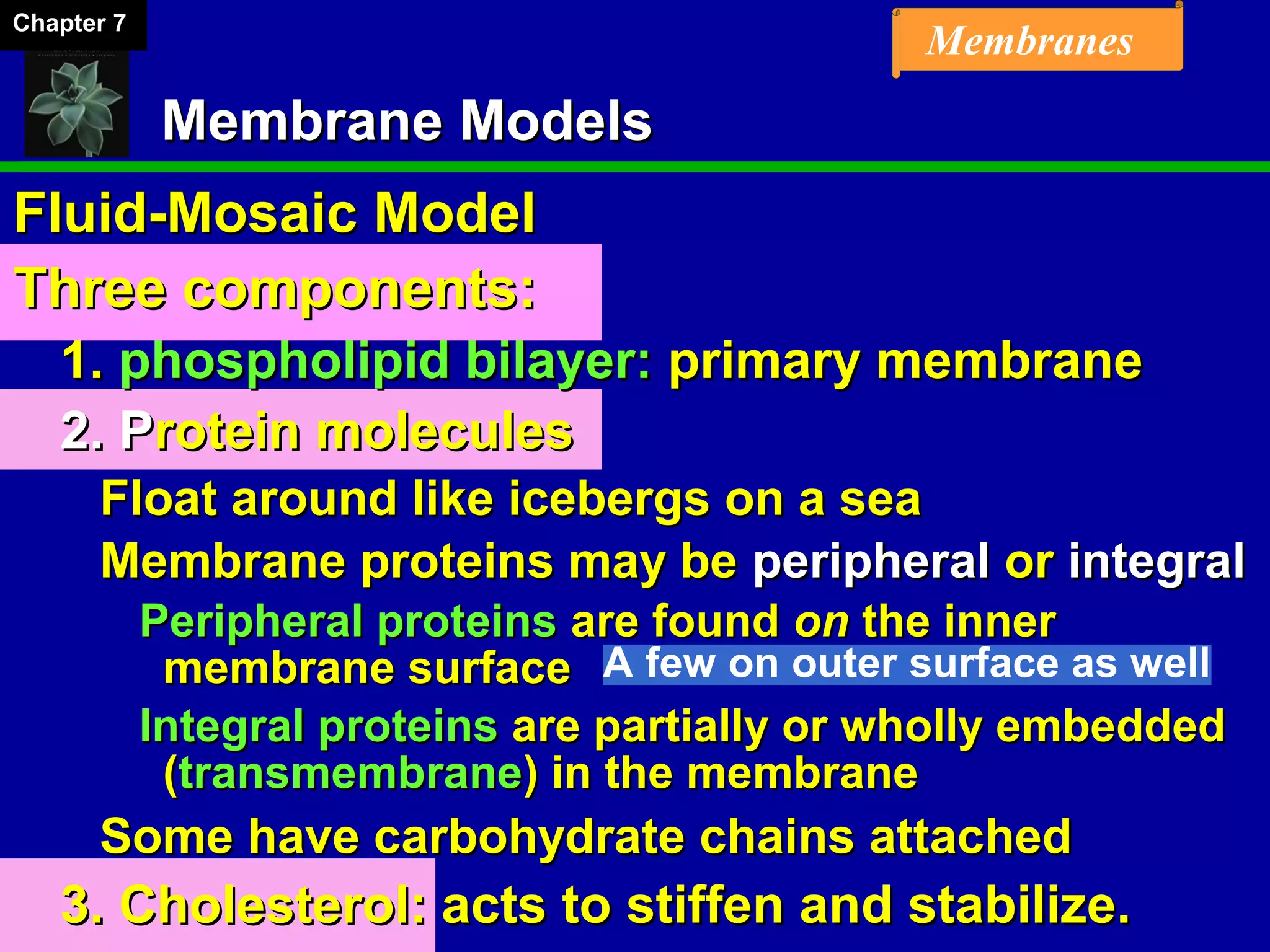 Chapter 07 Membrane Structure and Function | PPT | Chemistry | Science