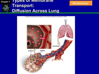 Chapter 07 Membrane Structure and Function | PPT