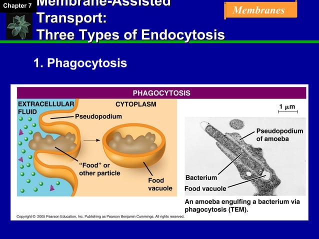 Chapter 07 Membrane Structure and Function | PPT | Chemistry | Science