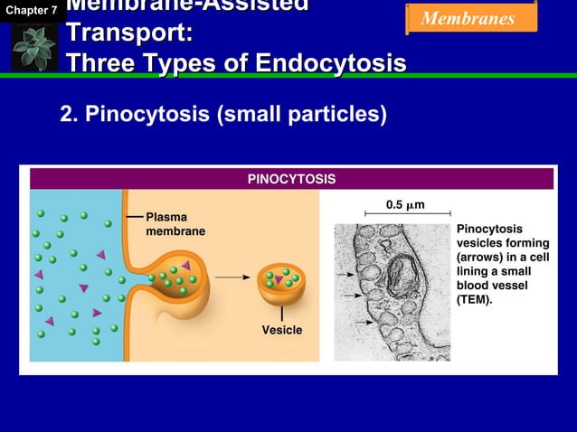 Chapter 07 Membrane Structure and Function | PPT | Chemistry | Science
