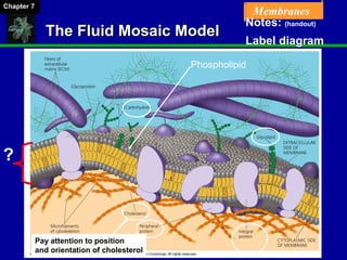 Chapter 07 Membrane Structure and Function | PPT