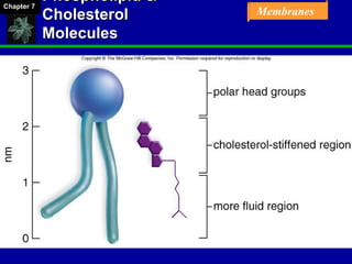 Chapter 07 Membrane Structure and Function | PPT