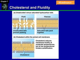 Chapter 07 Membrane Structure and Function | PPT