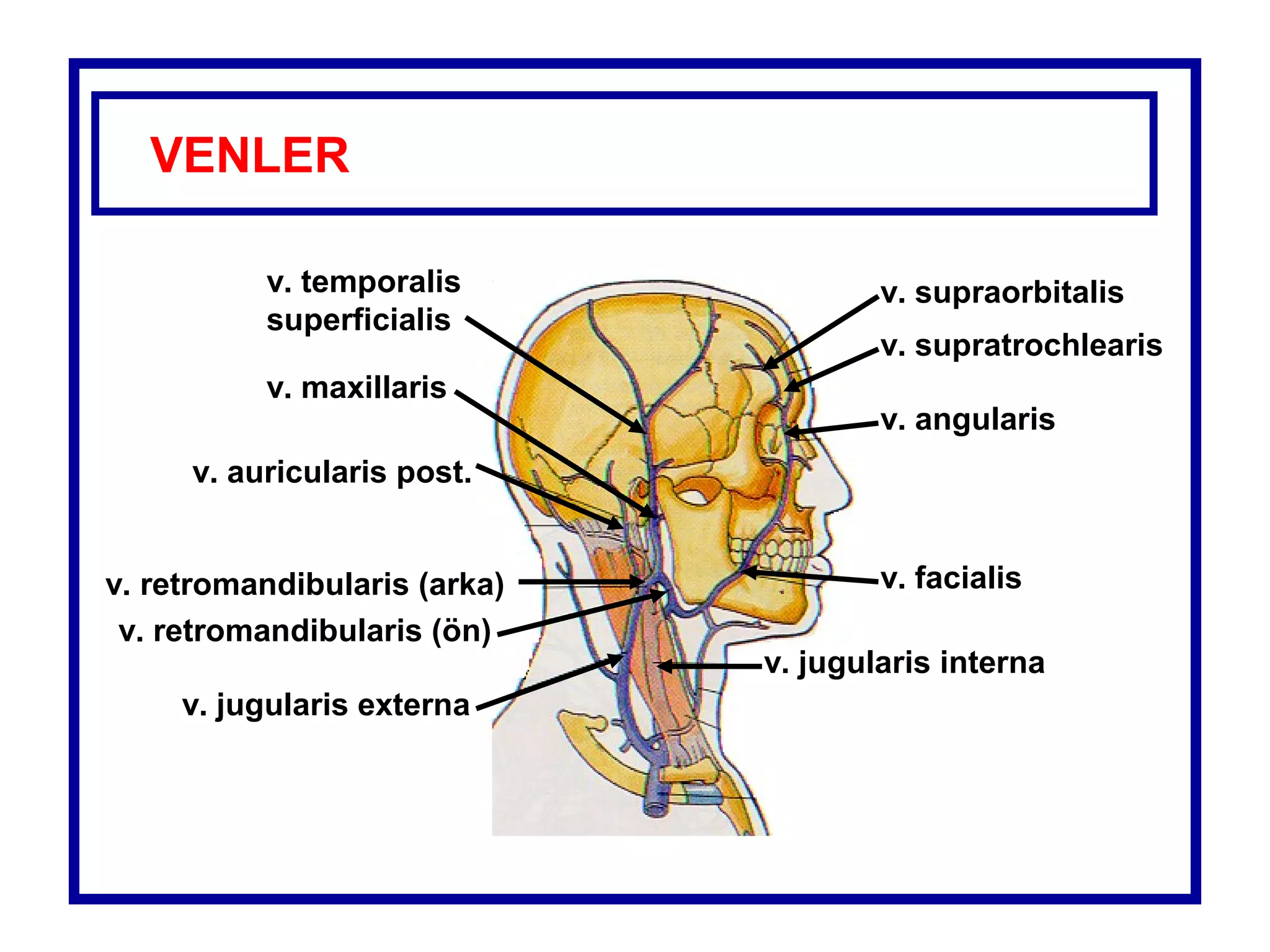 Yüz anatomisi (fazlası için www.tipfakultesi.org) | PPT
