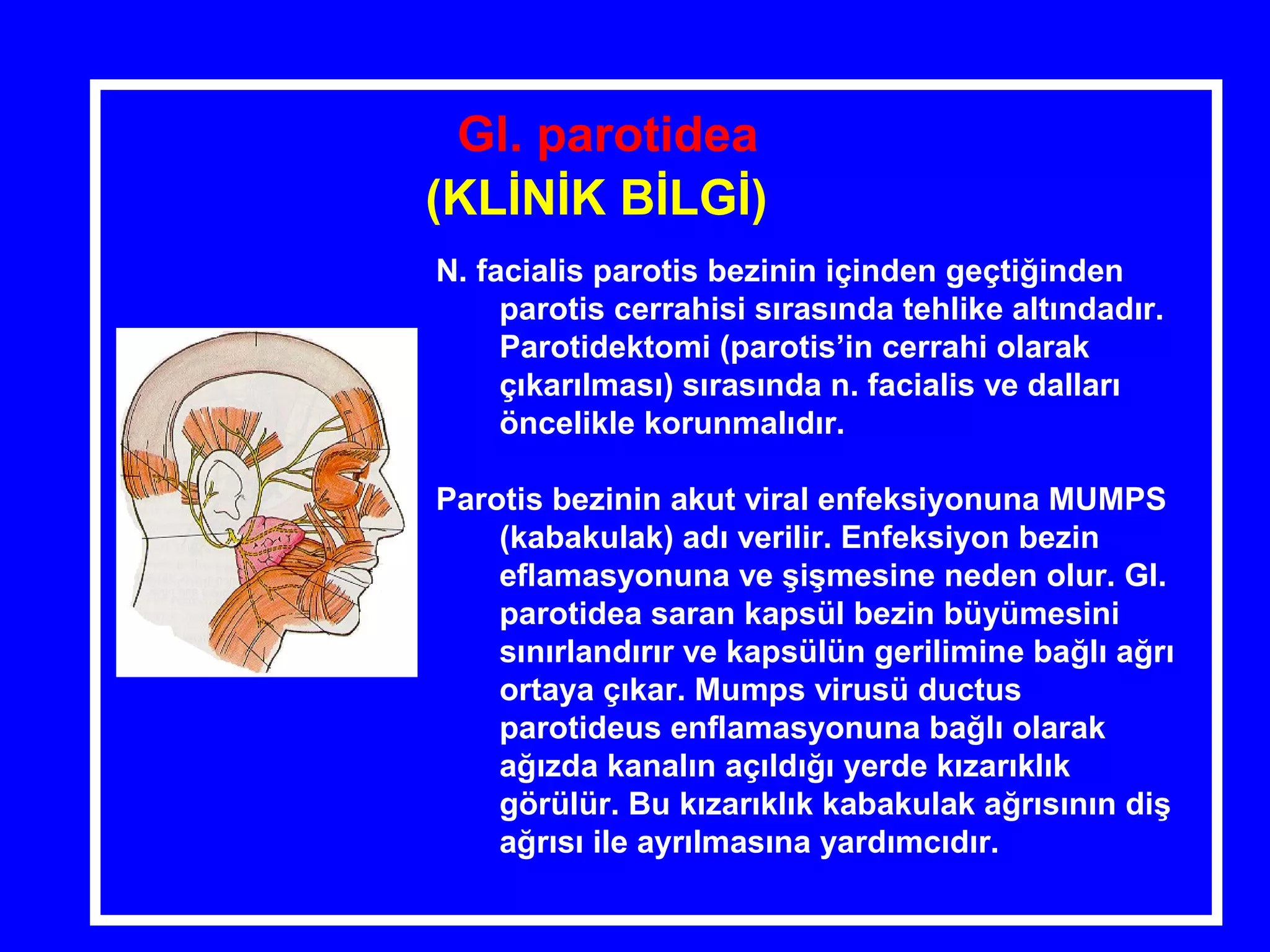 Yüz anatomisi (fazlası için www.tipfakultesi.org) | PPT