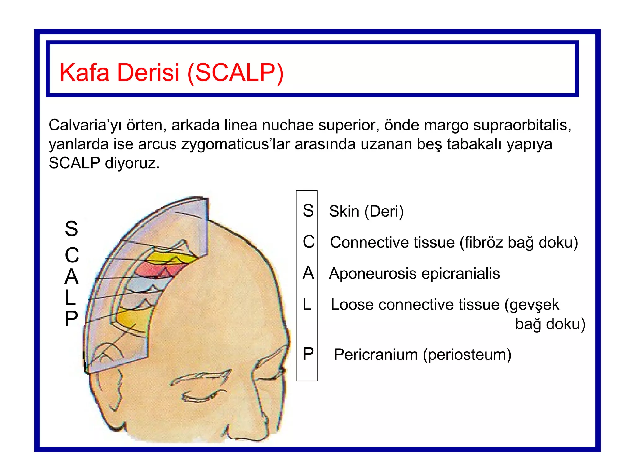 Yüz anatomisi (fazlası için www.tipfakultesi.org) | PPT