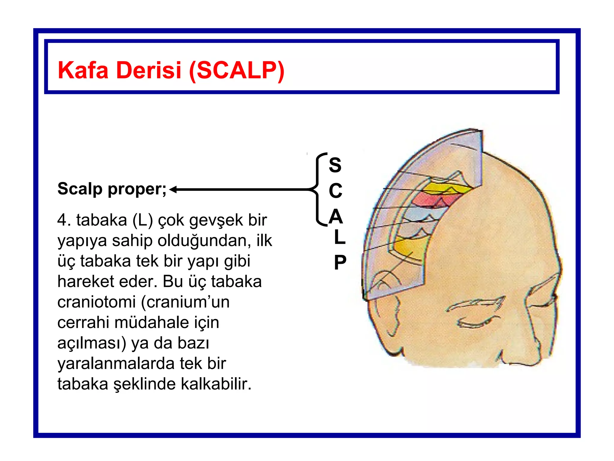 Yüz anatomisi (fazlası için www.tipfakultesi.org) | PPT