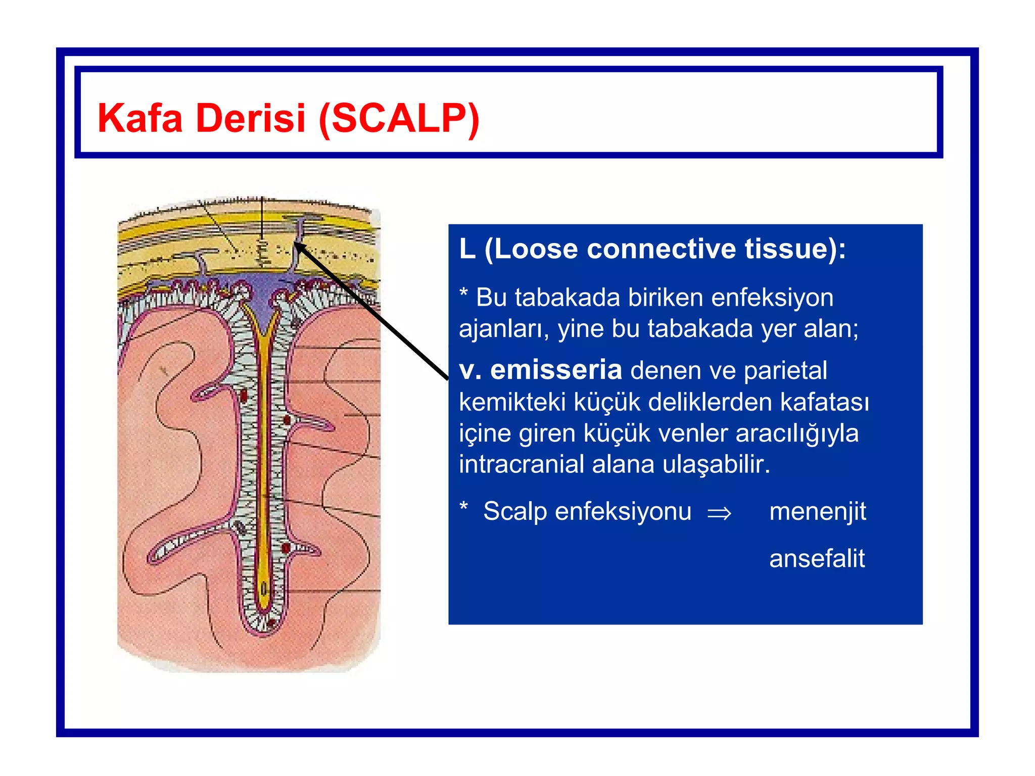Yüz anatomisi (fazlası için www.tipfakultesi.org) | PPT