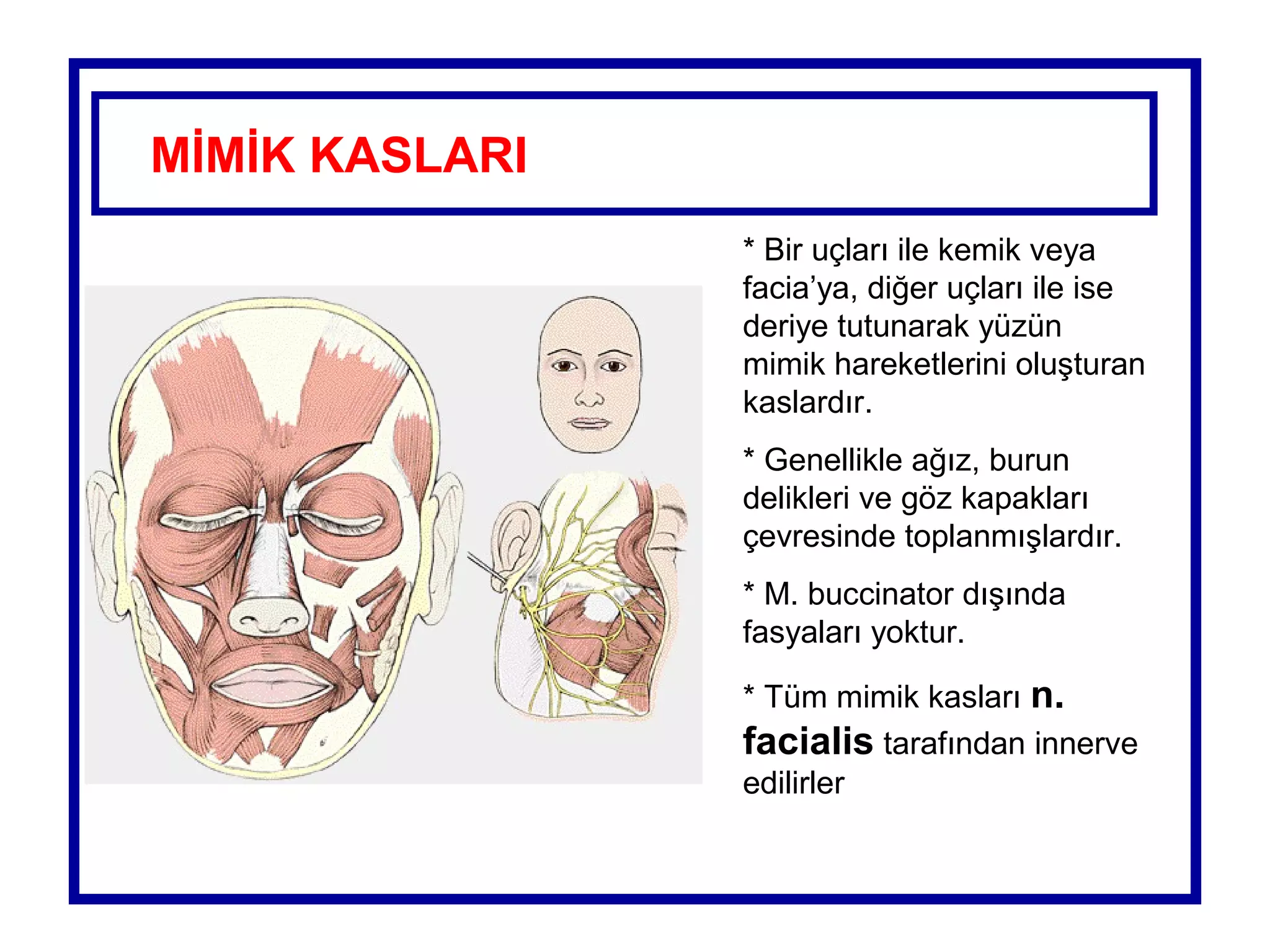 Yüz anatomisi (fazlası için www.tipfakultesi.org) | PPT