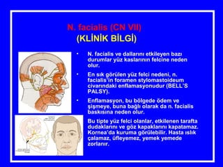 Yüz anatomisi (fazlası için www.tipfakultesi.org) | PPT