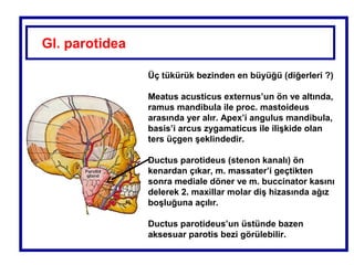 Yüz anatomisi (fazlası için www.tipfakultesi.org) | PPT
