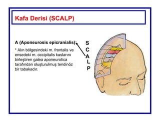 Yüz anatomisi (fazlası için www.tipfakultesi.org) | PPT