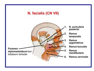 Yüz anatomisi (fazlası için www.tipfakultesi.org) | PPT