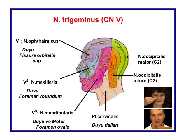 Yüz anatomisi (fazlası için www.tipfakultesi.org)