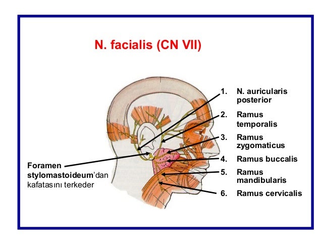 Yüz anatomisi (fazlası için www.tipfakultesi.org)
