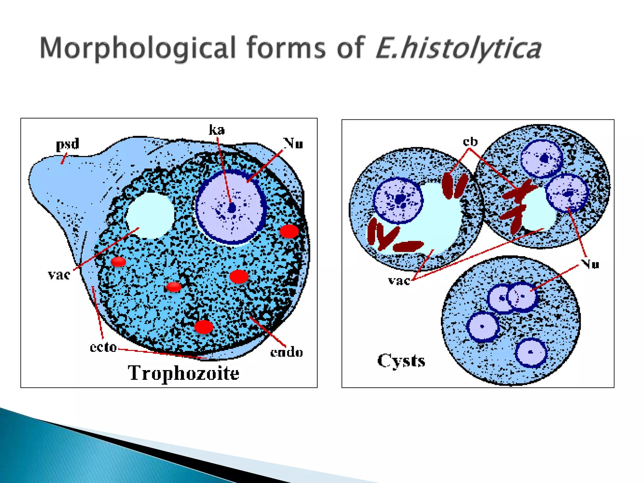 Intestinal and extraintestinal amoebiasis | PPTX