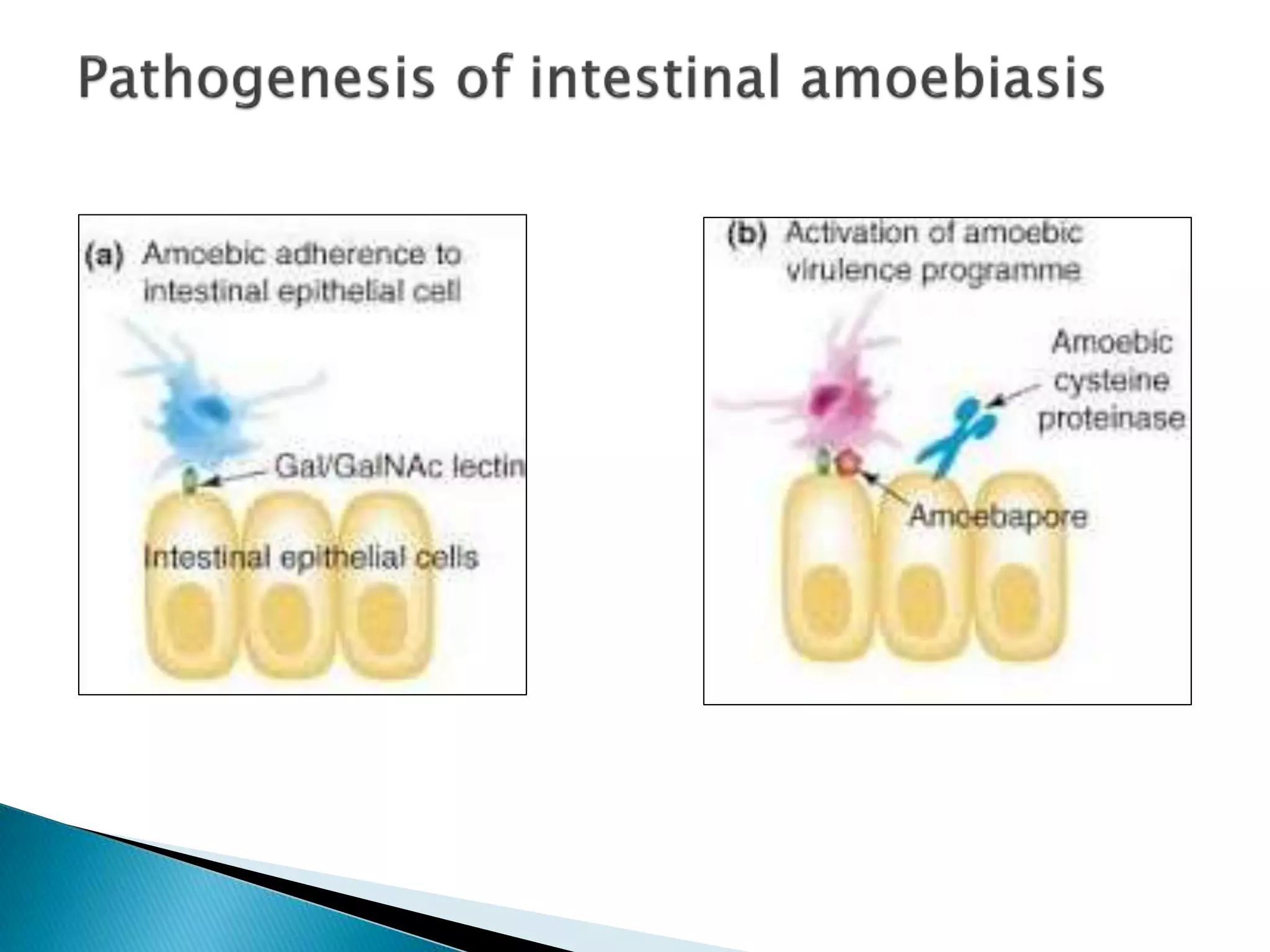Intestinal and extraintestinal amoebiasis | PPTX