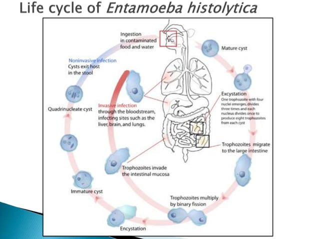 Intestinal and extraintestinal amoebiasis | PPTX | Digestive Disorders ...