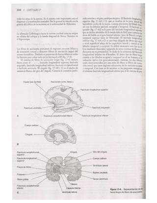 NEUROANATOMÍA DE AFIFI: Corteza cerebral | PDF