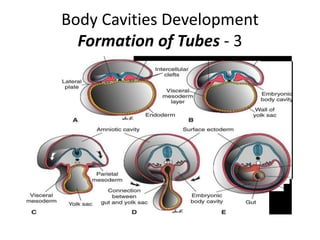 Z-L13- B123-Cavities Embryology & Disorders.pptx | Death, Injury, or ...