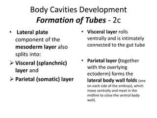 Z-L13- B123-Cavities Embryology & Disorders.pptx | Death, Injury, or ...