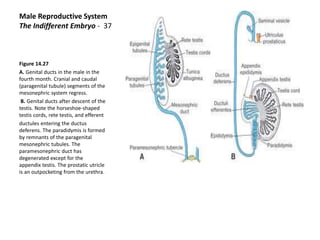 Z-L5-B123-RHb.pptx | Infertility | Reproductive Health