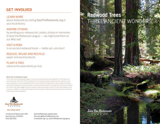 redwood trees three ancient wonders | PPT