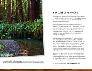 redwood trees three ancient wonders | PDF