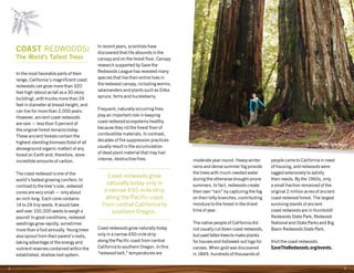 redwood trees three ancient wonders | PDF