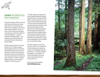 redwood trees three ancient wonders | PDF