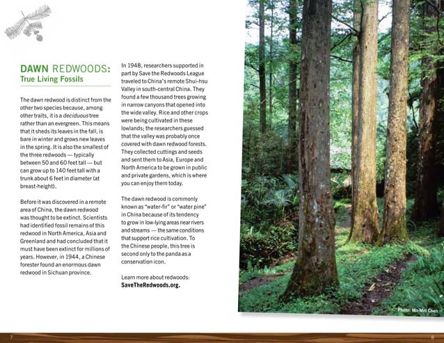 redwood trees three ancient wonders | PPT