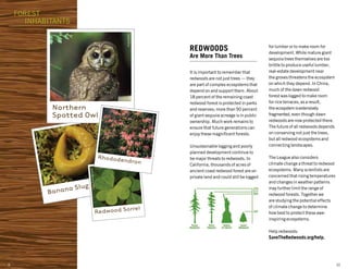 redwood trees three ancient wonders | PDF