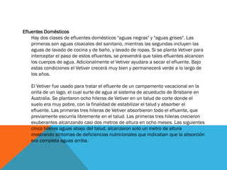 tratamiento de aguas residuales, con vetiver | PPTX