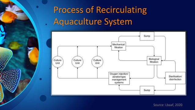 Potential of recirculating aquaculture system in ornamental fish ...