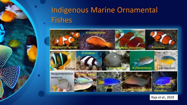 Potential of recirculating aquaculture system in ornamental fish ...